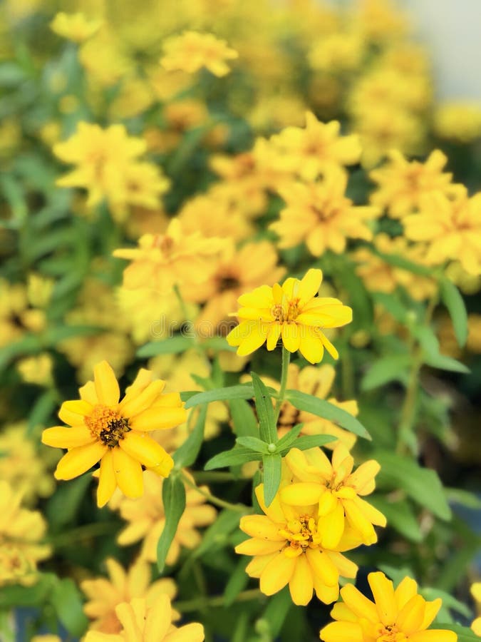 Fondo Amarillo De La Flor Preciosa Con El Fondo Borroso Imagen de ...