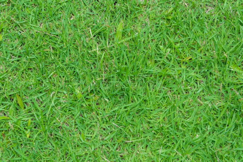 Fondo Artificiale Di Verde Di Erba Bello Immagine Stock - Immagine di ...