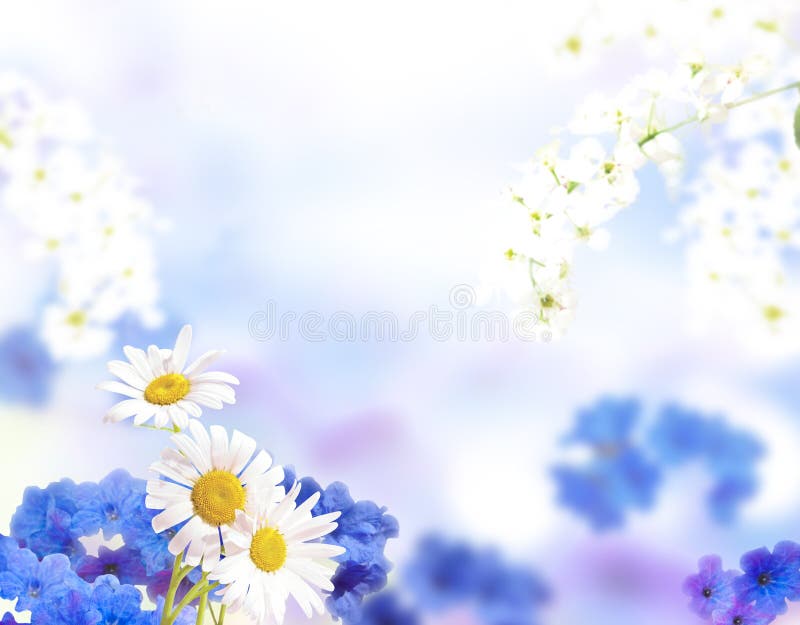 Fondo Azul Claro De Las Flores Imagen de archivo - Imagen de cierre ...