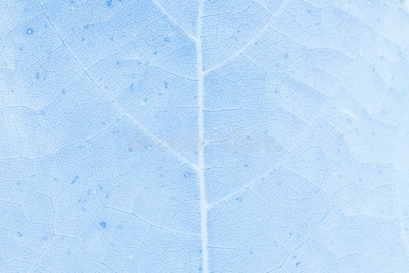 Fondo Azul Claro Texturizado De Hoja Imagen de archivo - Imagen de ...