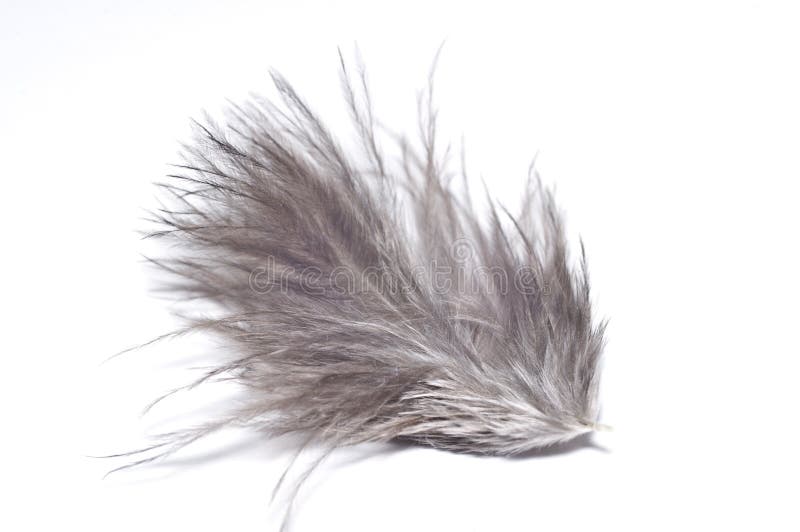 Pluma gris aislada foto de archivo. Imagen de gris, mullido - 43793938