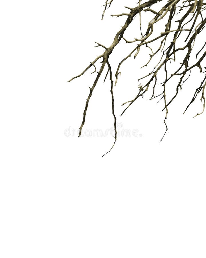 Fondo Blanco Con Bordes De Ramas Imagen de archivo - Imagen de bosque ...