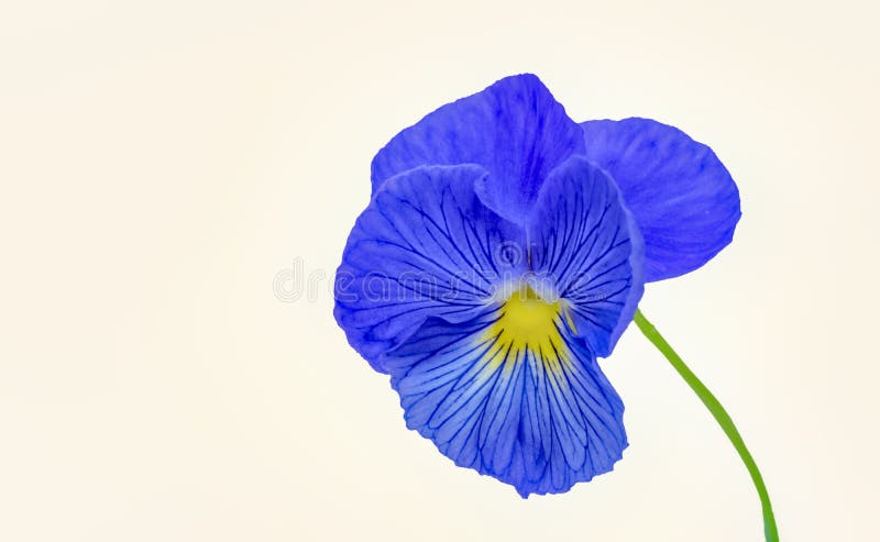 Fondo Blanco De La Flor De Petunia Azul Foto de archivo - Imagen de ...