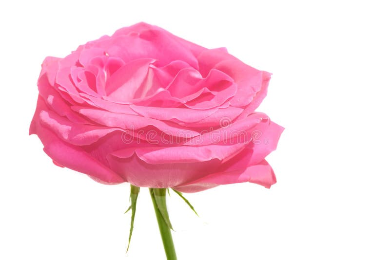 Fondo Blanco De La Rosa Del Rosa Aislado Imagen de archivo - Imagen de ...