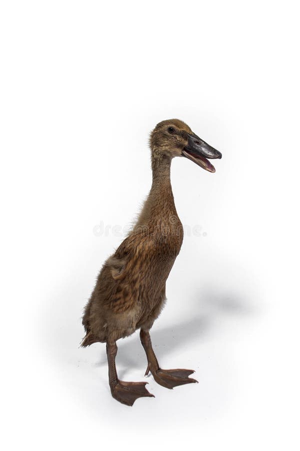 Fondo blanco de pato lindo foto de archivo. Imagen de agricultura ...