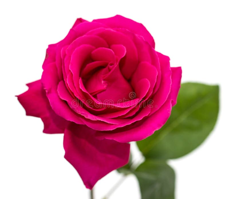 Fondo Blanco De Rosa Rosa Rosa Rosa Imagen de archivo - Imagen de cubo ...