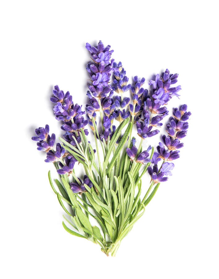 Fondo Blanco Del Paquete Lavender Flores Foto de archivo - Imagen de ...