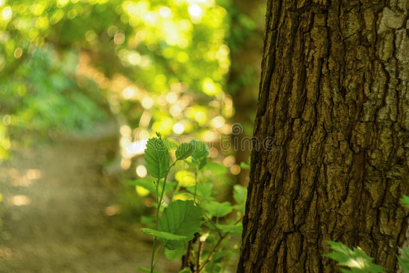 Fondo Borroso En El Bosque. Bosque Bokeh. Bonito Fondo Borroso Con ...