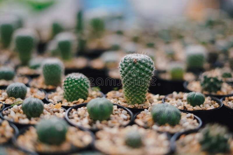 Fondo cactus spikes foto de archivo. Imagen de texto - 231637932