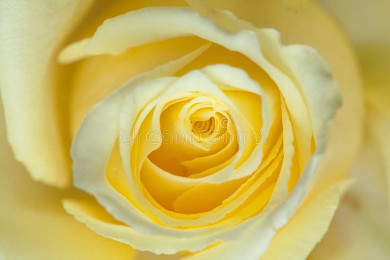 Fondo Color De Rosa Amarillo Claro Imagen de archivo - Imagen de color ...