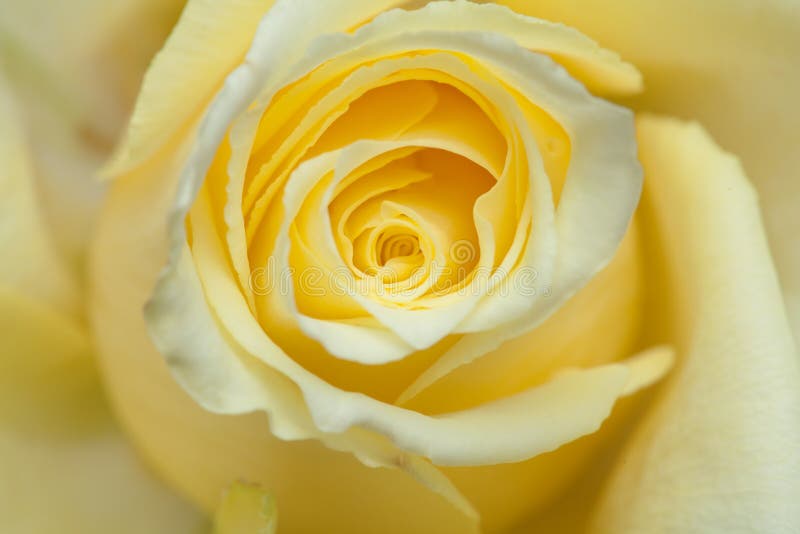 Fondo Color De Rosa Amarillo Claro Imagen de archivo - Imagen de color ...