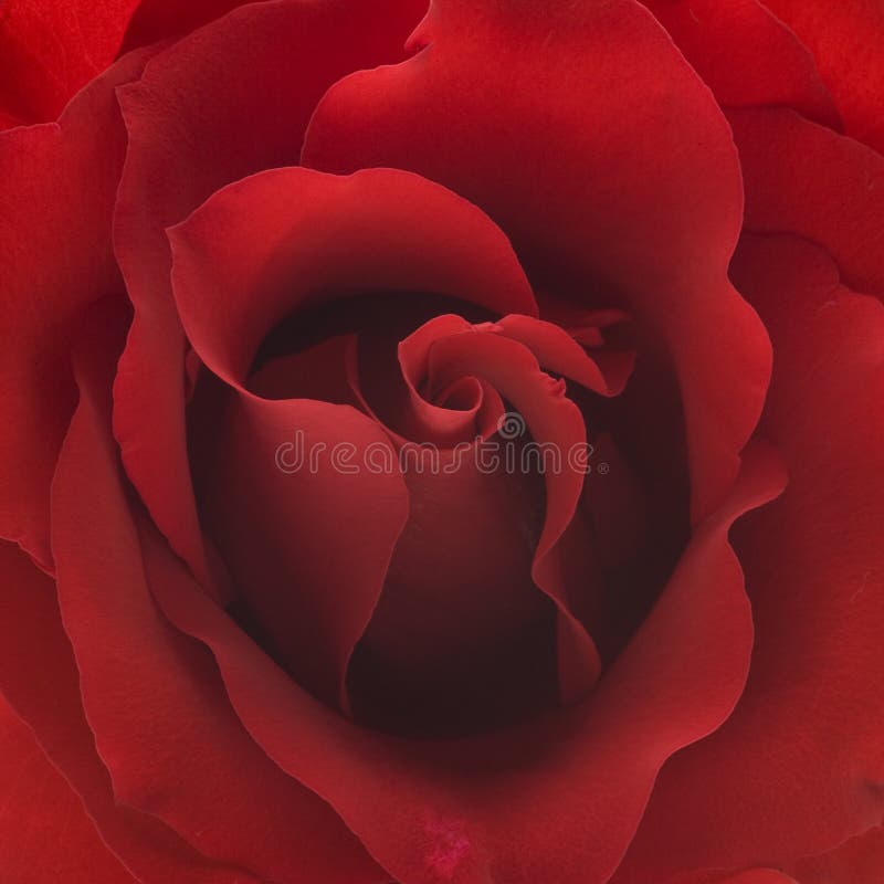 Fondo Color De Rosa Del Primer Del Rojo Imagen de archivo - Imagen de ...