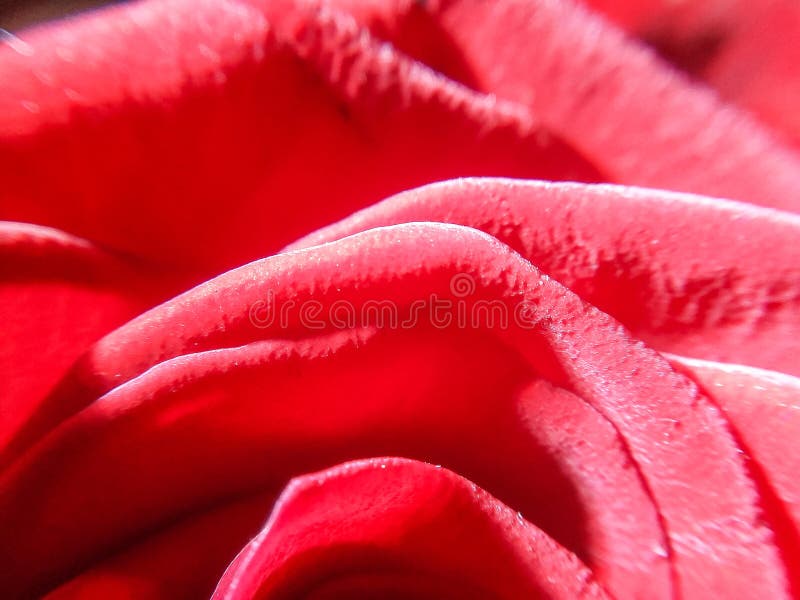 Fondo Color De Rosa Del Rojo Imagen de archivo - Imagen de amor ...