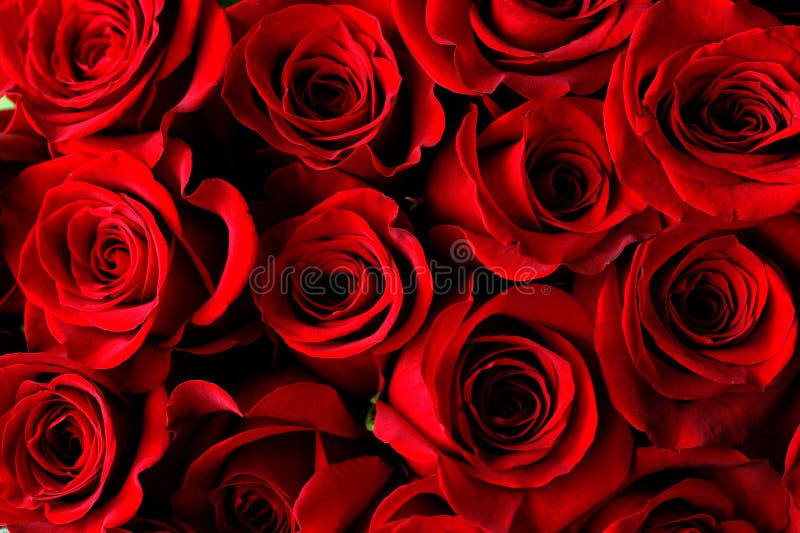 Fondo Color De Rosa Del Rojo Imagen de archivo - Imagen de pétalo, amor ...