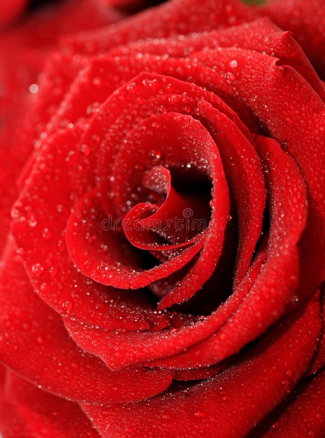 Fondo Color De Rosa Del Rojo Hermoso Foto de archivo - Imagen de olor ...