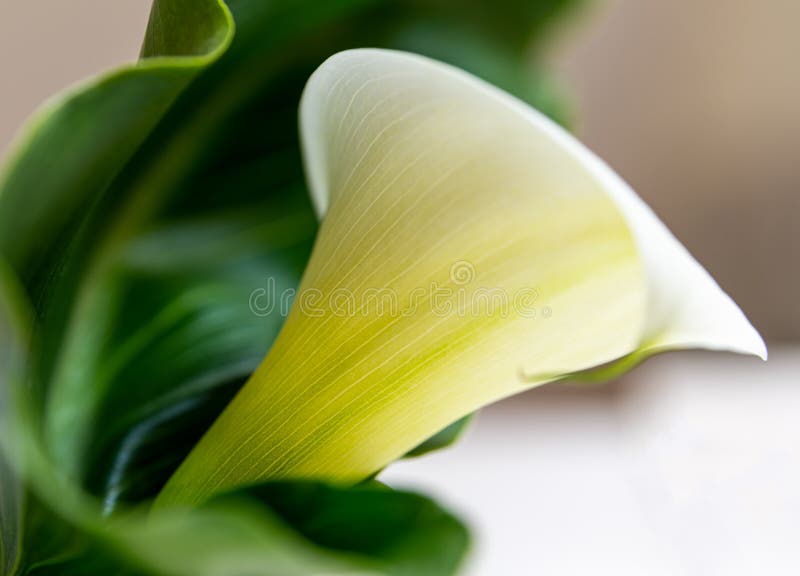 Fondo Colorido De Flor De Cala Foto de archivo - Imagen de desde ...