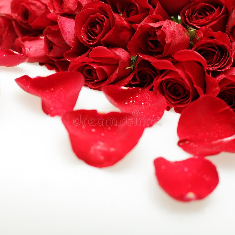 Fondo con las rosas rojas foto de archivo. Imagen de espacio - 38934084