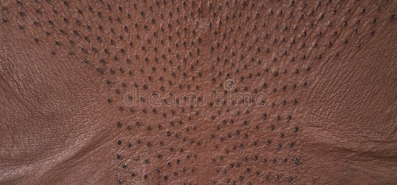 Pieles De Avestruz Beige Aisladas En Fondo Blanco Imagen De Archivo