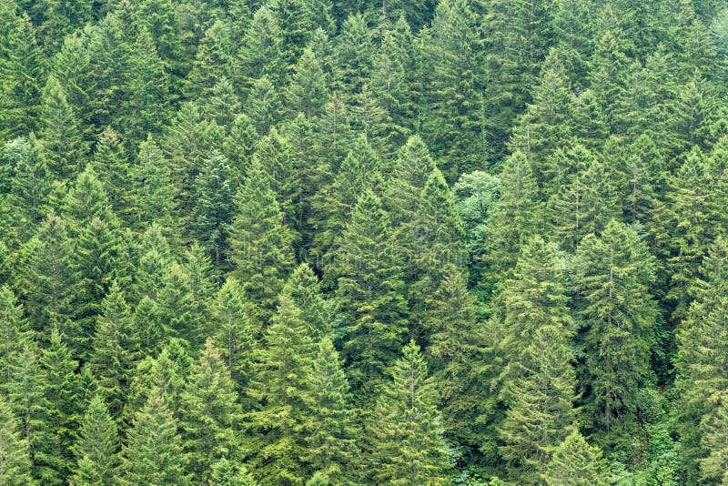 Fondo de bosque de abetos foto de archivo. Imagen de maderas - 254343806