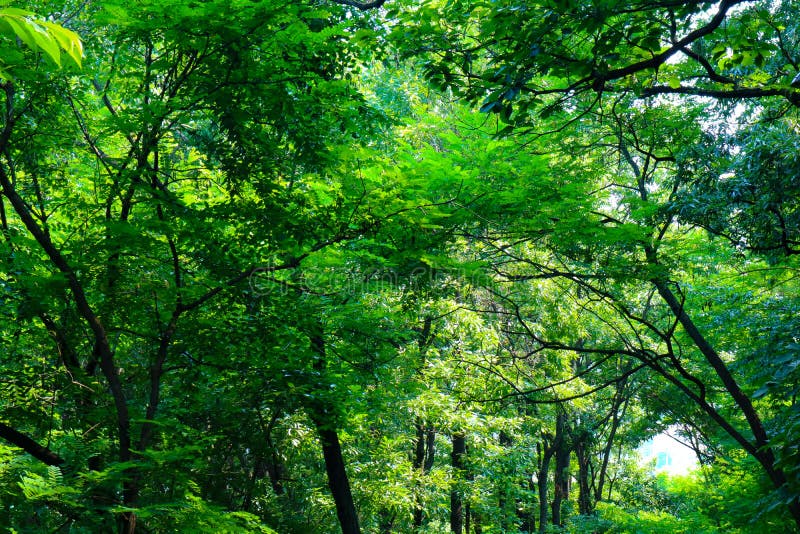 Fondo De Bosque Para Elementos De Escritorio O Digitales Foto de ...