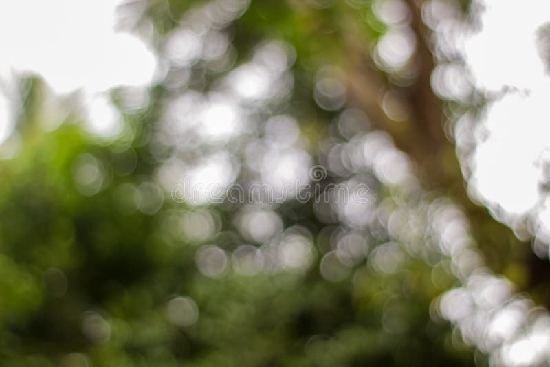 Fondo De Color Verde Natural Y Luz Solar Foto de archivo - Imagen de ...