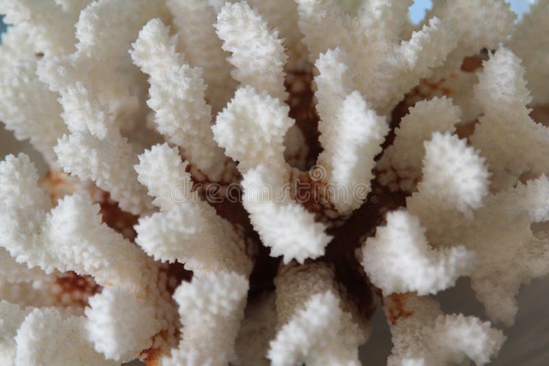 Fondo de coral blanco foto de archivo. Imagen de fondo - 259752346