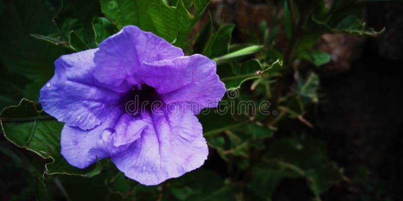 Fondo De Escritorio De La Flor Violeta Imagen de archivo - Imagen de ...