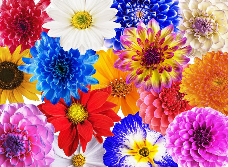 Fondo De Flores Multicolores Brillantes Collage Imagen de archivo ...