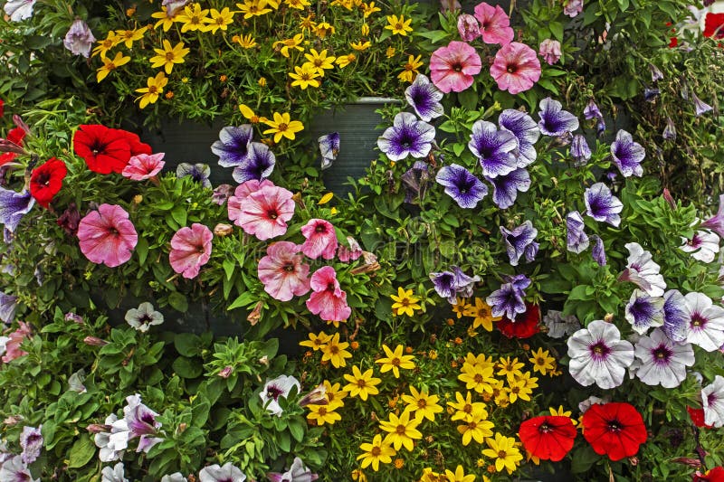 Fondo De Hermosas Flores Multicolores Imagen de archivo - Imagen de ...