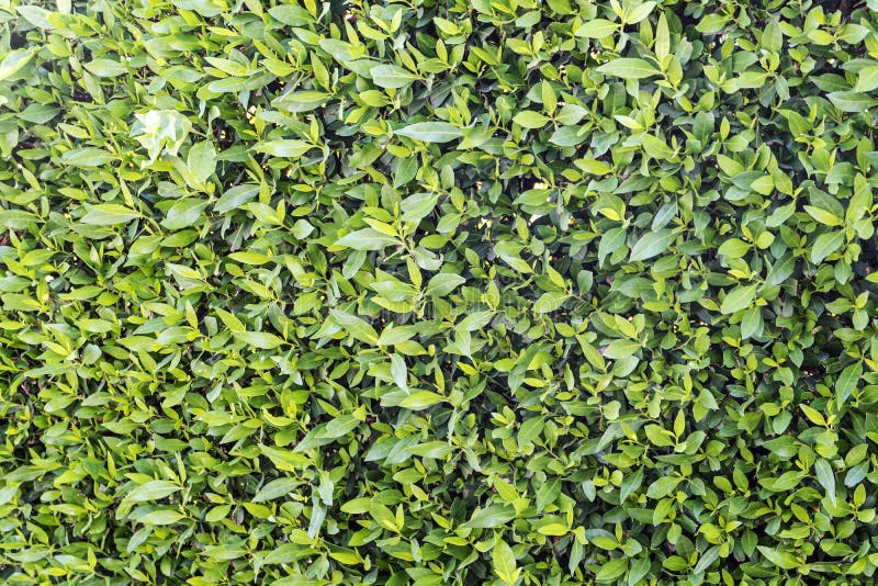 Fondo De Hojas Verdes En El Arbusto Textura De Plantas Verdes Imagen