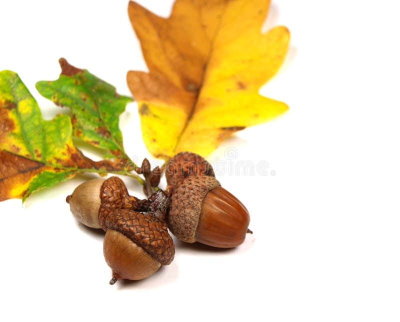 Fondo de la bellota imagen de archivo. Imagen de parque - 11008213