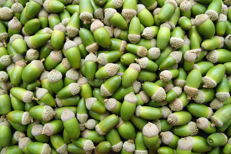 Fondo de la bellota foto de archivo. Imagen de cubo, horizontal - 16951762