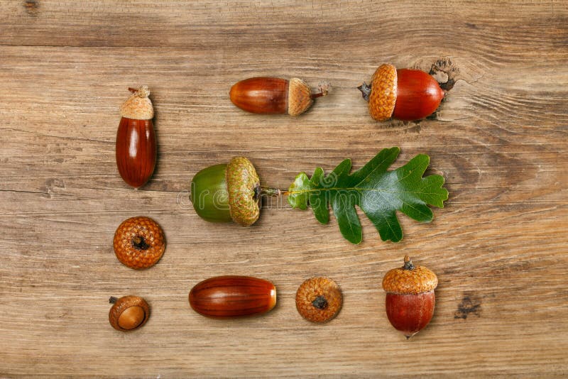 Fondo de la bellota foto de archivo. Imagen de roble - 27025860