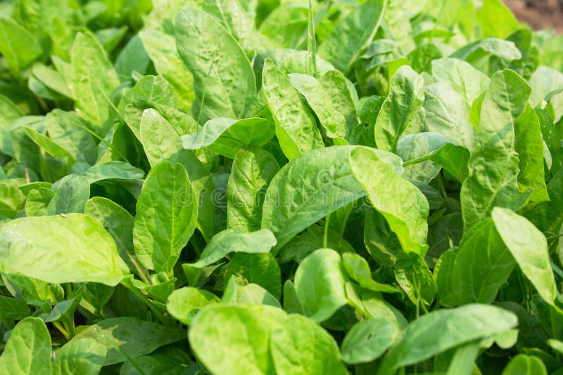 Fondo de la espinaca foto de archivo. Imagen de producto - 56292606
