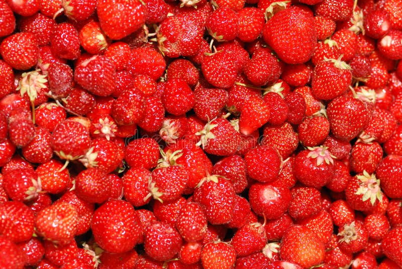 Fondo de la fresa foto de archivo. Imagen de estudio, sano - 5939436