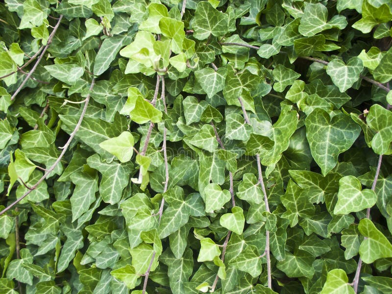 Fondo De La Hiedra Que Sube Foto de archivo - Imagen de travieso ...