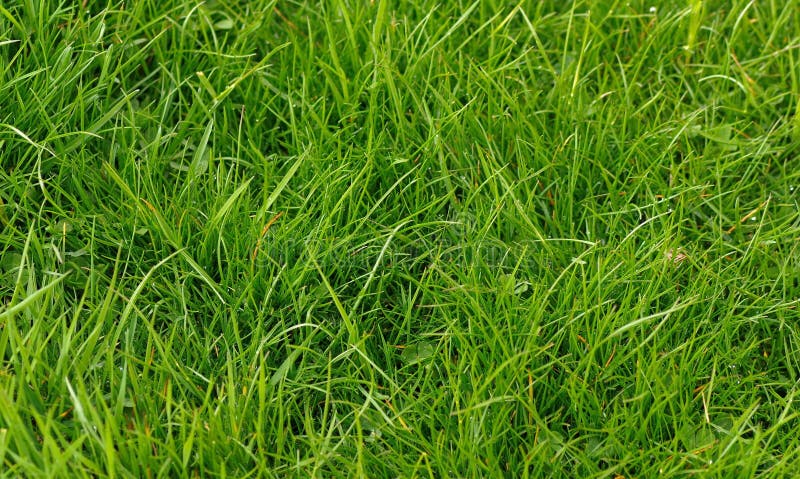 Naturaleza. Fondo Con Hierba Verde Imagen de archivo - Imagen de verde ...