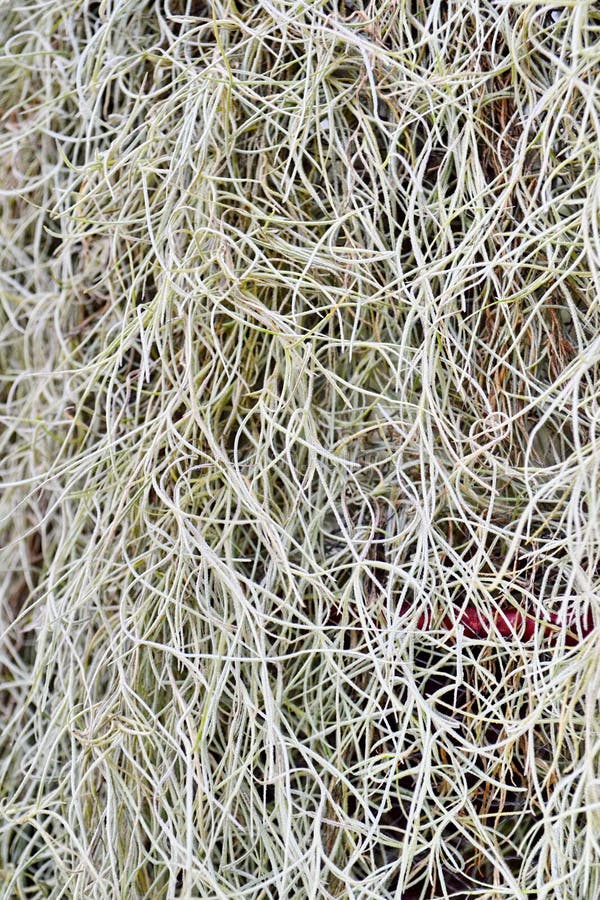 Fondo de la hierba seca imagen de archivo. Imagen de macro - 38774257