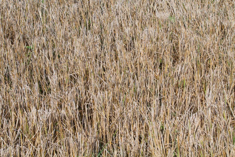 Fondo de la hierba seca imagen de archivo. Imagen de cosecha - 86075873
