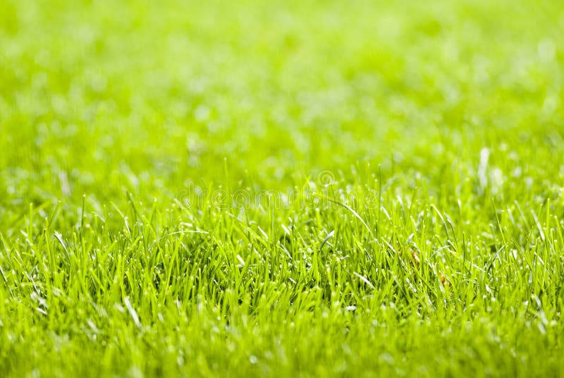 Fondo de la hierba verde foto de archivo. Imagen de verde - 14547064