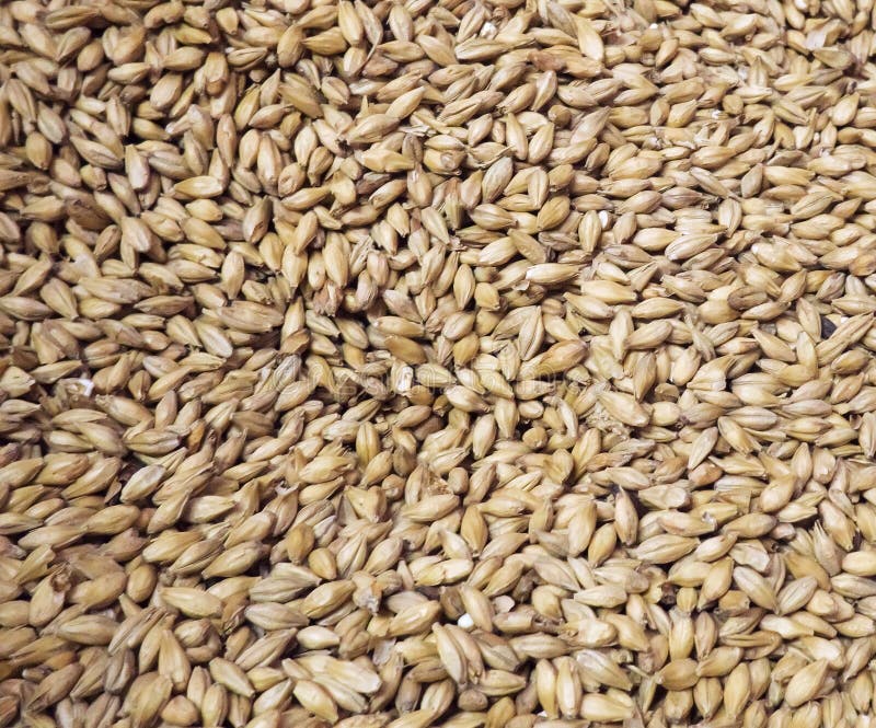 Fondo De La Malta Ingrediente Para La Cerveza Imagen de archivo ...