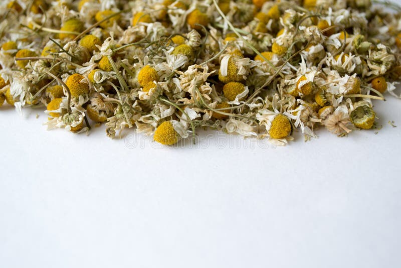 Manzanilla seca imagen de archivo. Imagen de cuidado - 11279933
