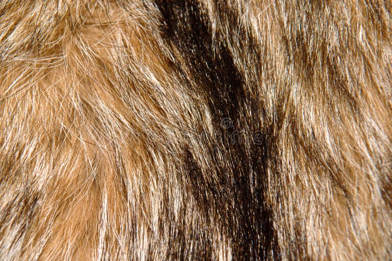 Fondo De La Piel Del Mapache Imagen de archivo - Imagen de fragilidad ...