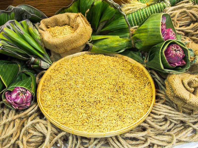 Semilla Seca Del Arroz Del Arroz En Saco Foto de archivo - Imagen de ...