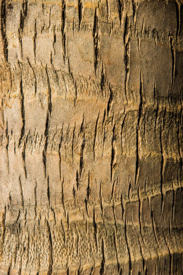 Fondo De La Textura Del Coco Foto de archivo - Imagen de fondo, textura ...