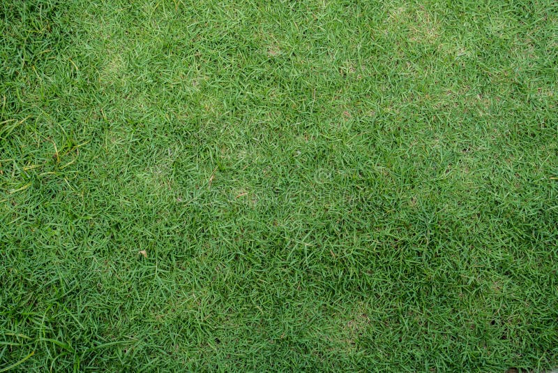 Fondo De La Yarda De La Hierba Verde Foto de archivo - Imagen de ...