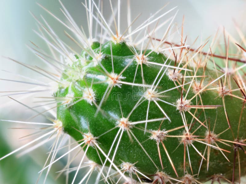 Fondo De Las Espinas Del Cactus Imagen de archivo - Imagen de hierba ...