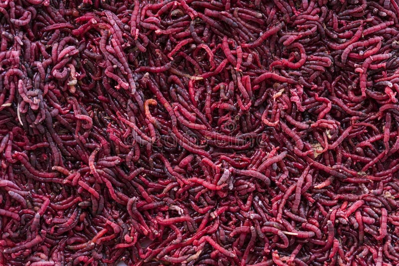 Fondo De Las Larvas Rojas Del Mosquito Imagen de archivo - Imagen de ...