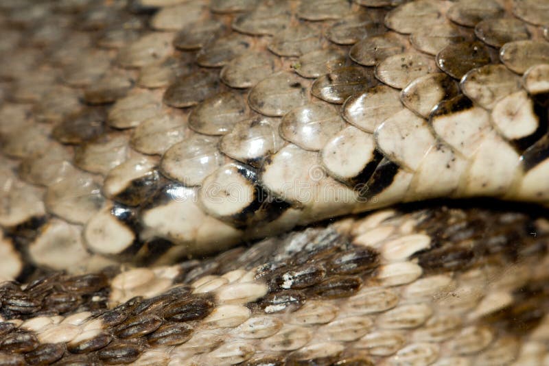 Fondo De Las Pieles De Serpiente Imagen de archivo - Imagen de manera ...