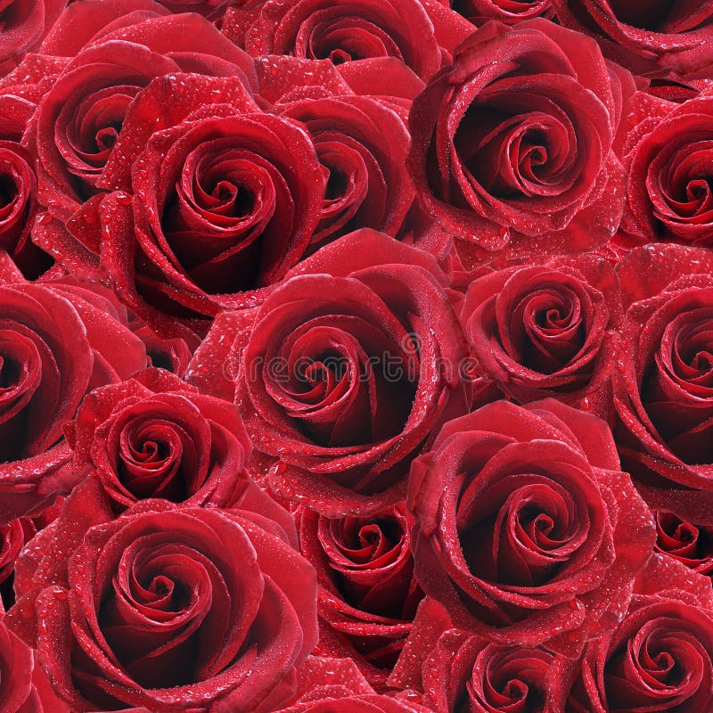 Fondo de las rosas rojas imagen de archivo. Imagen de valentina - 28762737